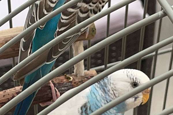 Parakeets for Sale