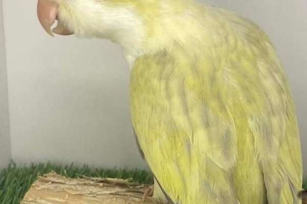 Rare Mutation Quakers