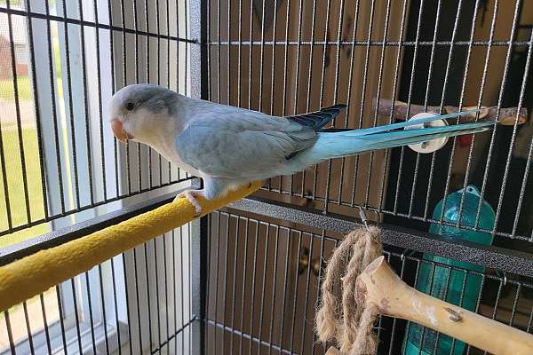 Blue Opaline Quaker Baby