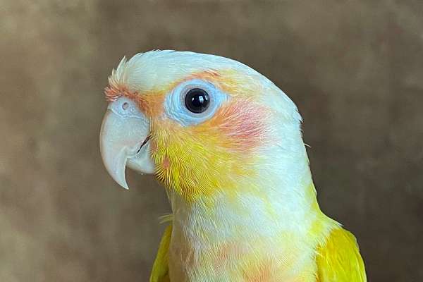 Beautiful, young Sun Cheek Conure