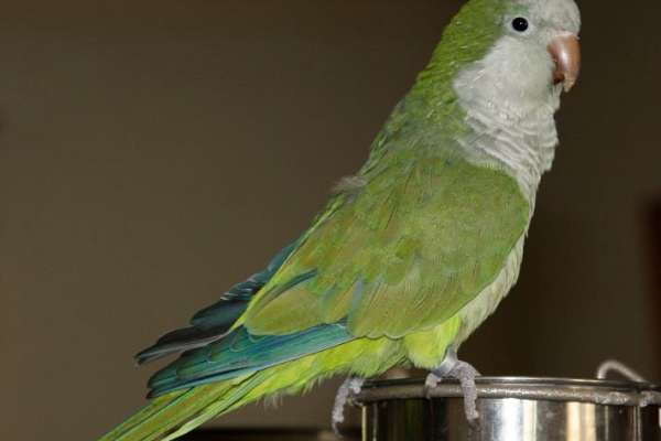 Mochi - Young Juvenile Green Quaker