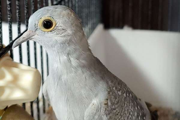 Diamond Dove - Young Fancy White Rump