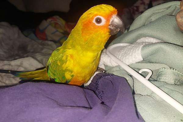 Sun conure