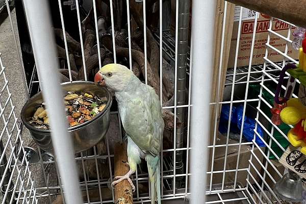 turquoise violet ringneck