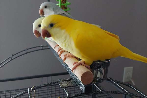 Yellow and Opaline Quaker Parrots