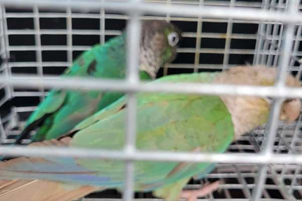 Turquoise green cheek conure pair