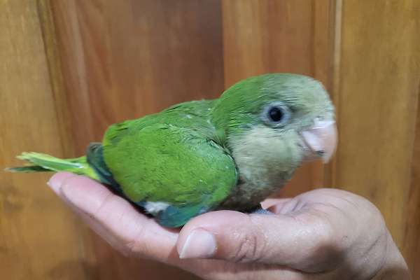 Quaker parrot