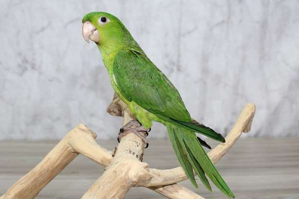 Mexican Green Conure