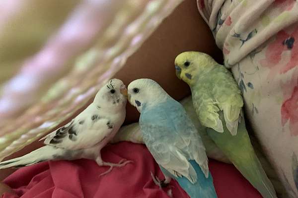 Fancy Parakeet paring