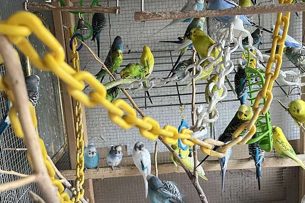 Beautiful and Healthy Parakeets