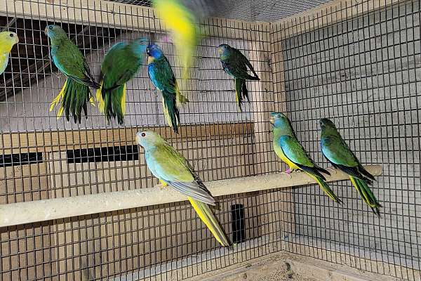Scarlet Chested Parakeets