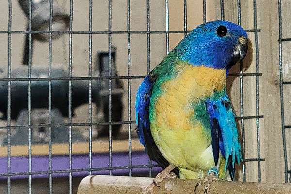 Male Scarlet Chested Parakeet
