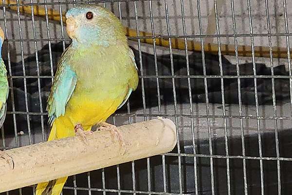 Female Scarelet Chested Parakeet