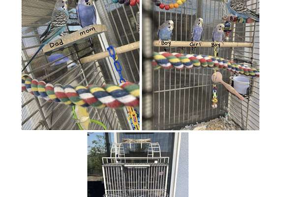 6 Parakeets with Cage