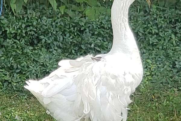 Sebastopol goose