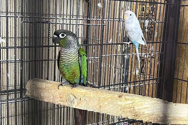 Female normal green cheek conure