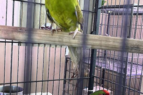 Young kakariki parrot pair