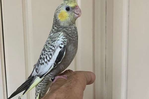 Cockatiel (DYC) Dominate Yellow Cheek Pearl