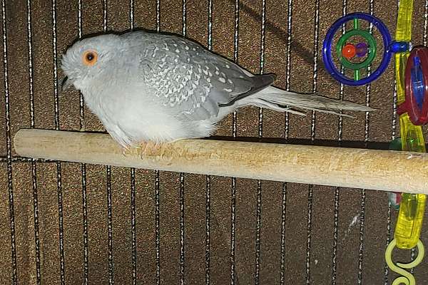 Diamond Dove - Young Fancy White Rump
