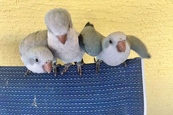 Baby blue pallid Quaker/ male
