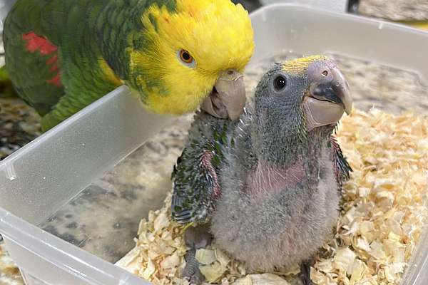 Double Yellow Head parrot