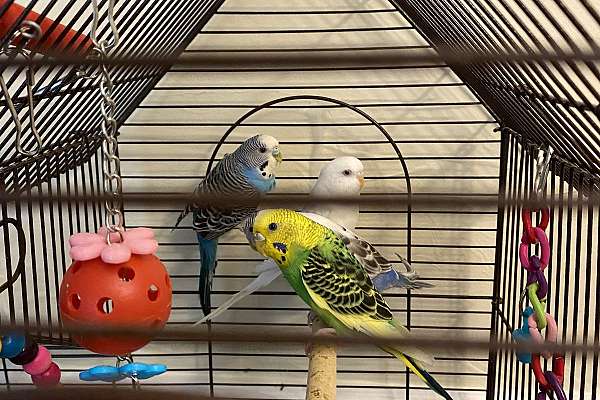 Parakeets for sale