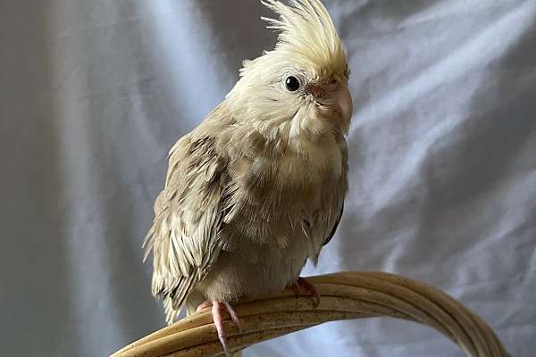 White faced Pearl Tiel Available.