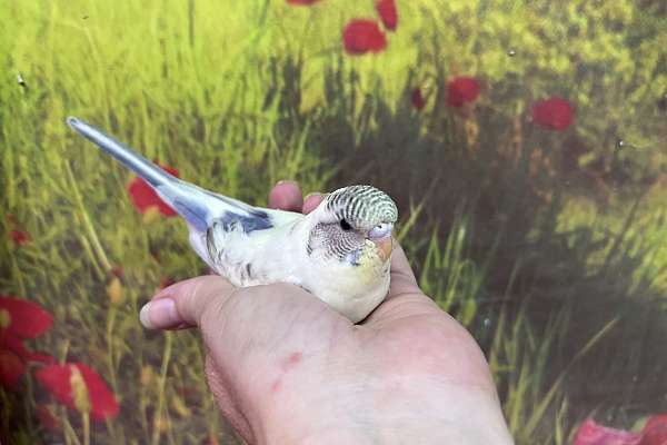 Rare butter yellow and lavender english budgie