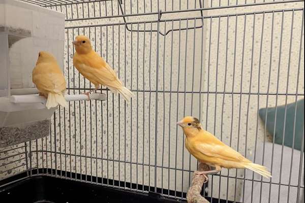 2022 Red Factor Canaries (2 months, no shipping, uncolored, SEXED)