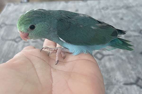 Parrotlet babies