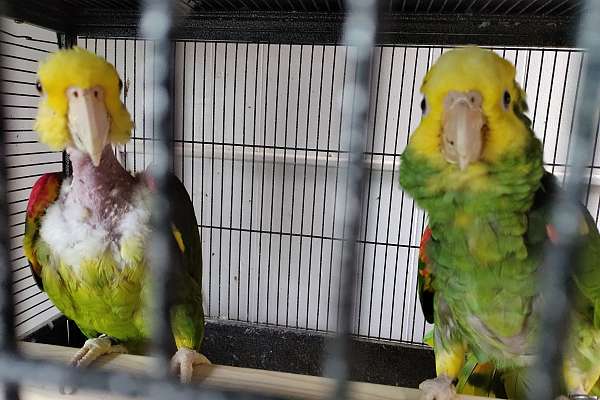 Proven pair double yellow headed amazons