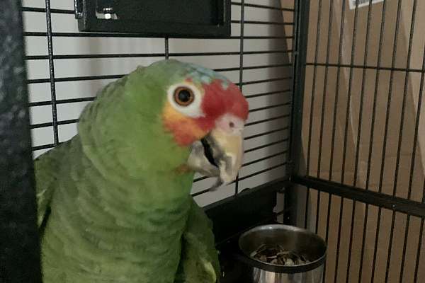 Amazon Parrot for Rehome
