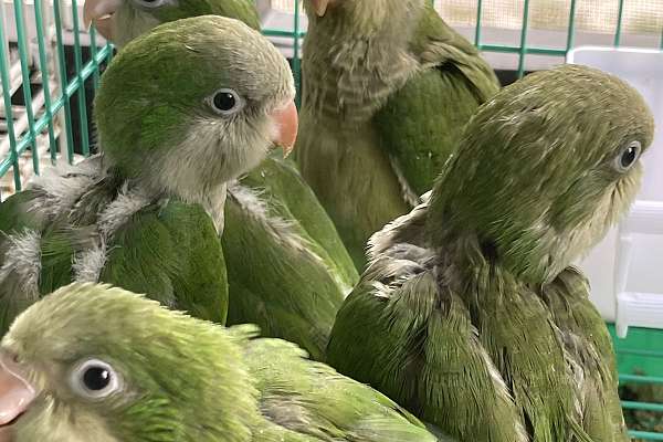 Baby quakers