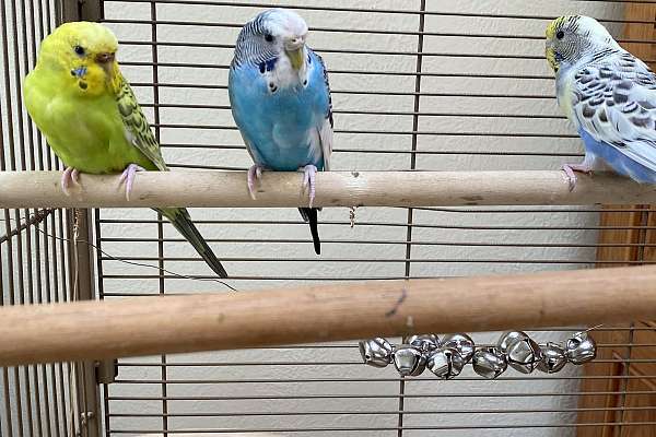 Three Sweet Parakeets and Cage