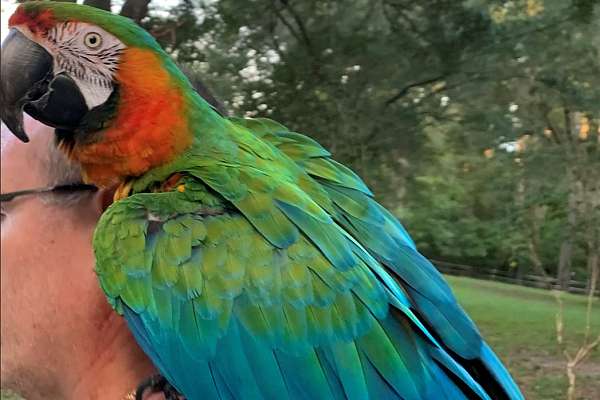 Catalina Macaw