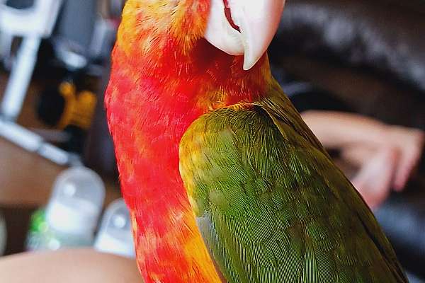 Red Factor Pineapple Green Cheek