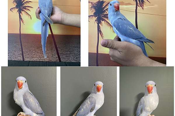 Indian Ringneck Violet Female (T-01)