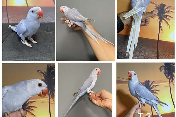 Indian Ringneck Pallid Violet (T-03)