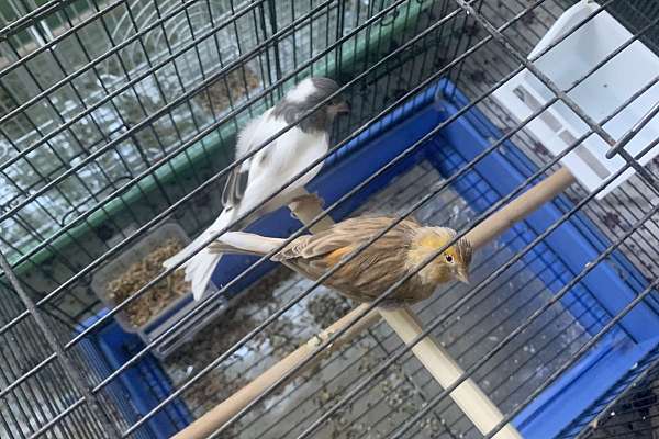 Multiple Canaries for Sale