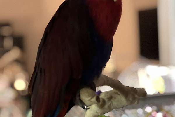 BABY Eclectus Female