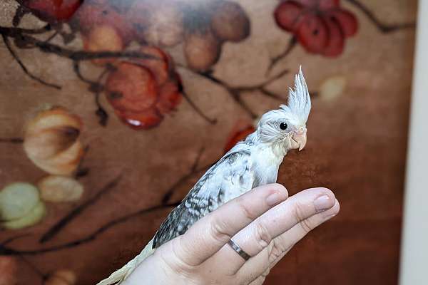 DNA sexed male White Face Pearl Pied cockatiel