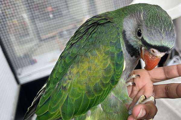Derbyan Parrot