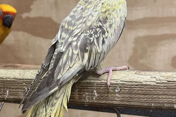 female pearl cockatiel
