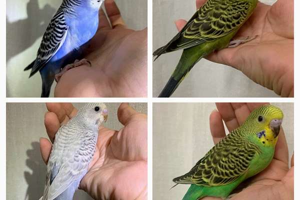Parakeet babies handfed weaned