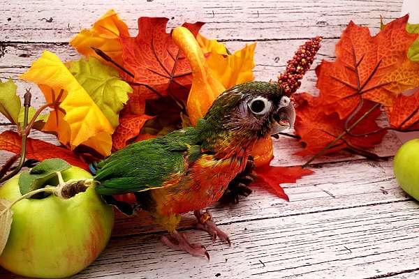 Dominate Red Yellowside Green Cheek Conure
