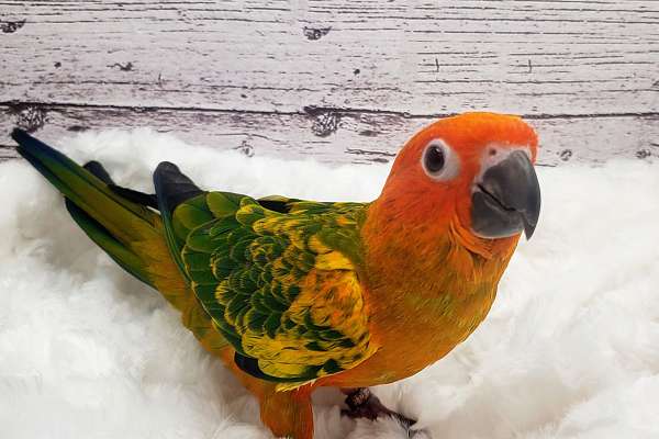 Hig Red Sun Conure