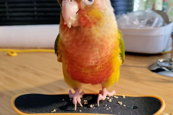 Green Cheek Conure handfed babies