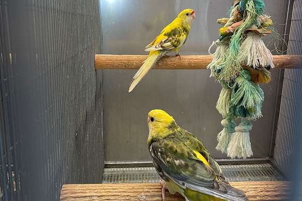 Yellow Pied Crimson Roselle Pair