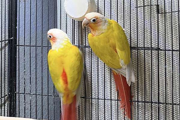 Sun Cheek Green Cheek Conures