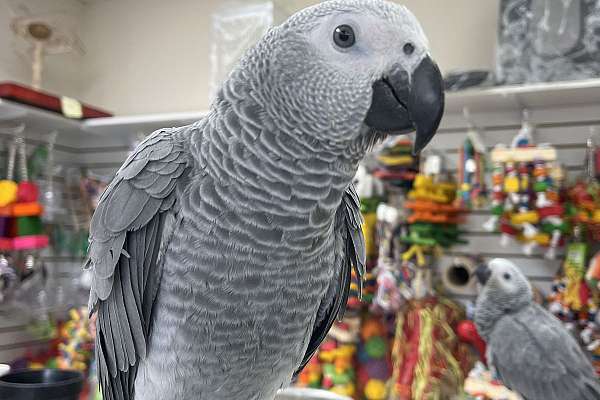 Congo African Grey